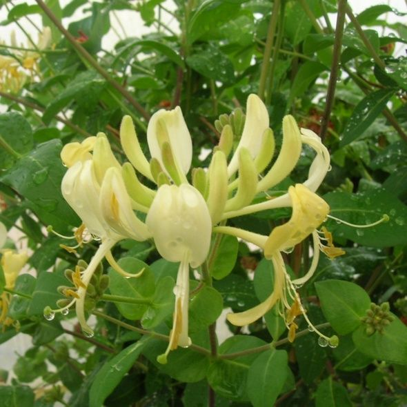 Le chèvrefeuille symbolise la fidélité, la loyauté et un amour durable ...