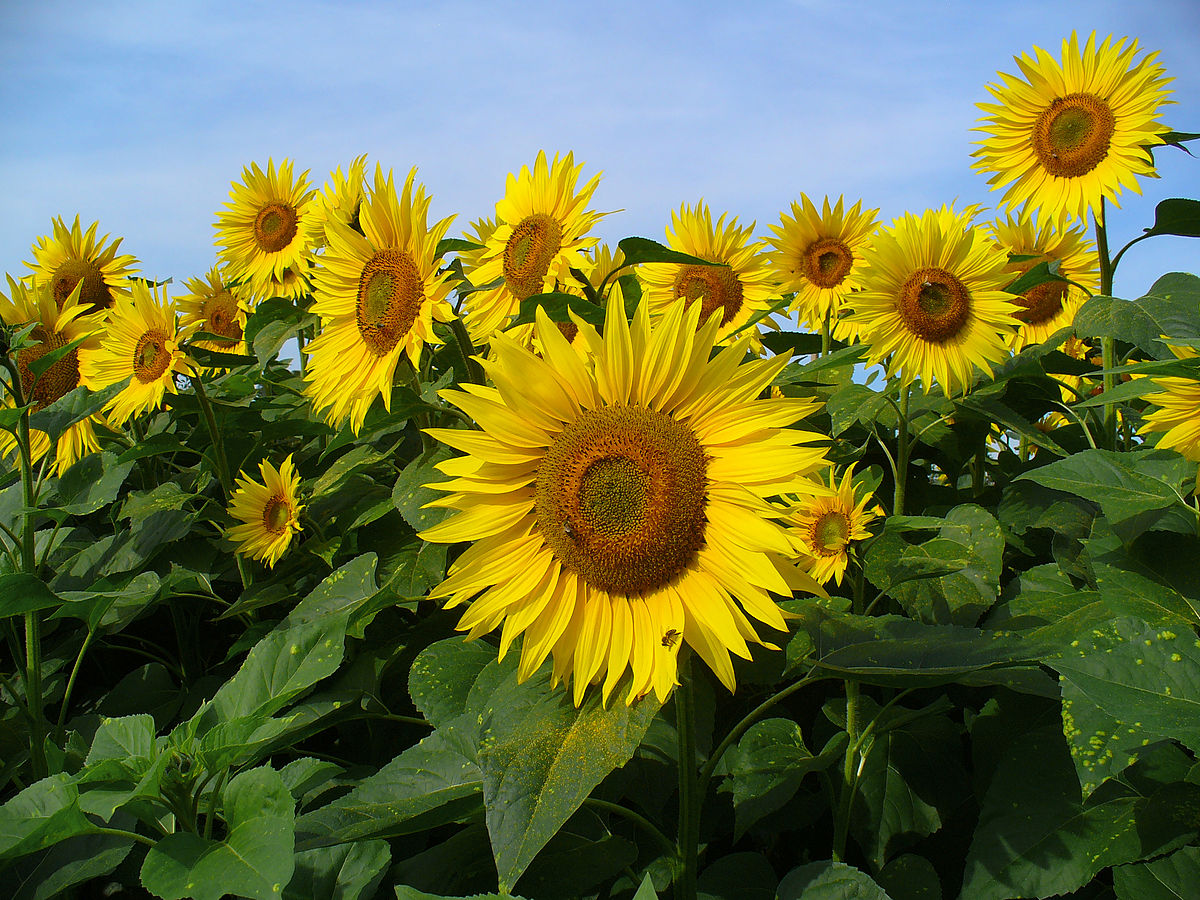 Tournesol – Symbole parfait de l'éblouissement